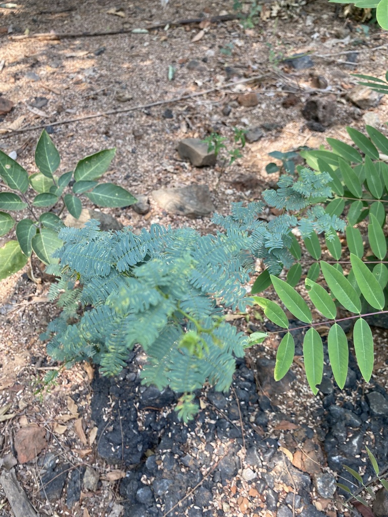 plants from Yerpedu, Tirupati, AP, IN on March 9, 2024 at 05:18 PM by ...