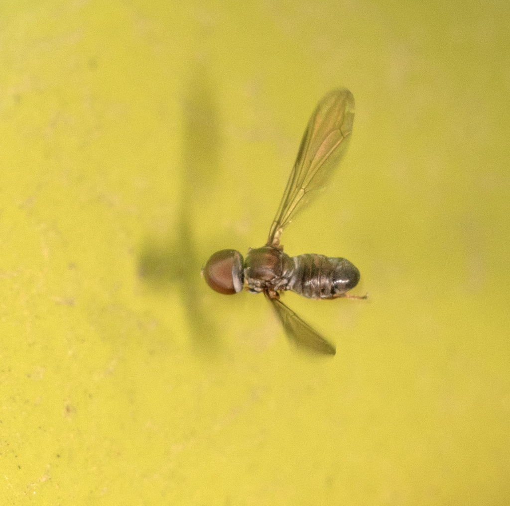 Big-headed Flies from Ridgeway TAS 7054, Australia on March 9, 2024 at ...