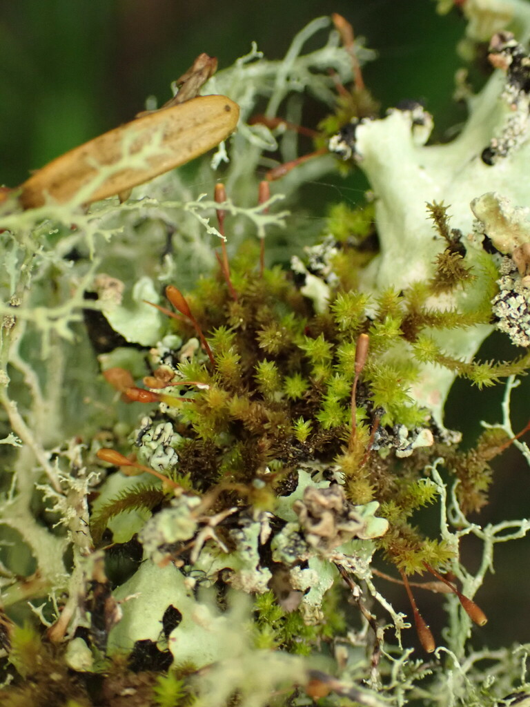 Macromitrium microstomum from Arapohue, New Zealand on December 4, 2023 ...