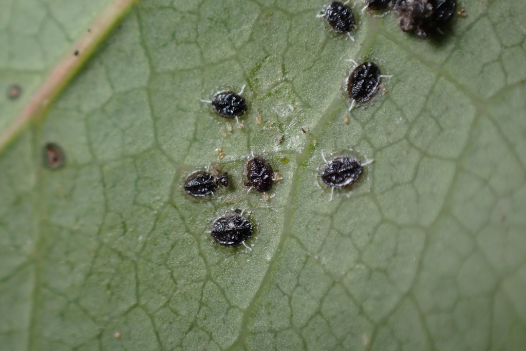Greenhouse Whitefly Parasitoid Wasp from Pierce, Washington, United ...