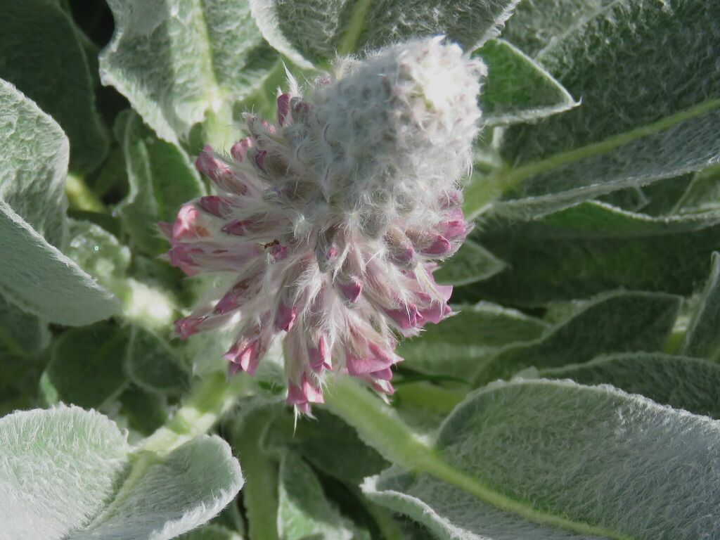 Lady Lupine from Levy County, FL, USA on March 10, 2024 at 12:30 PM by ...