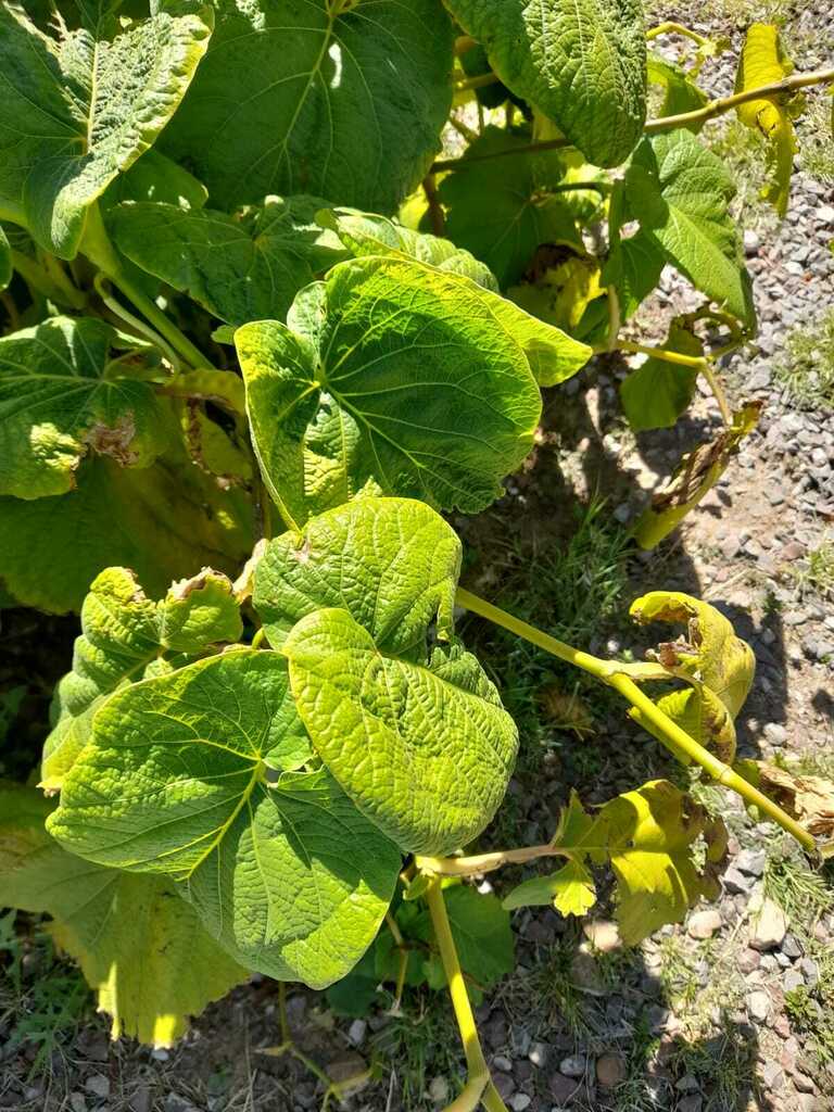 Root Beer Plant from Aguascalientes, Ags., México on March 4, 2024 at ...