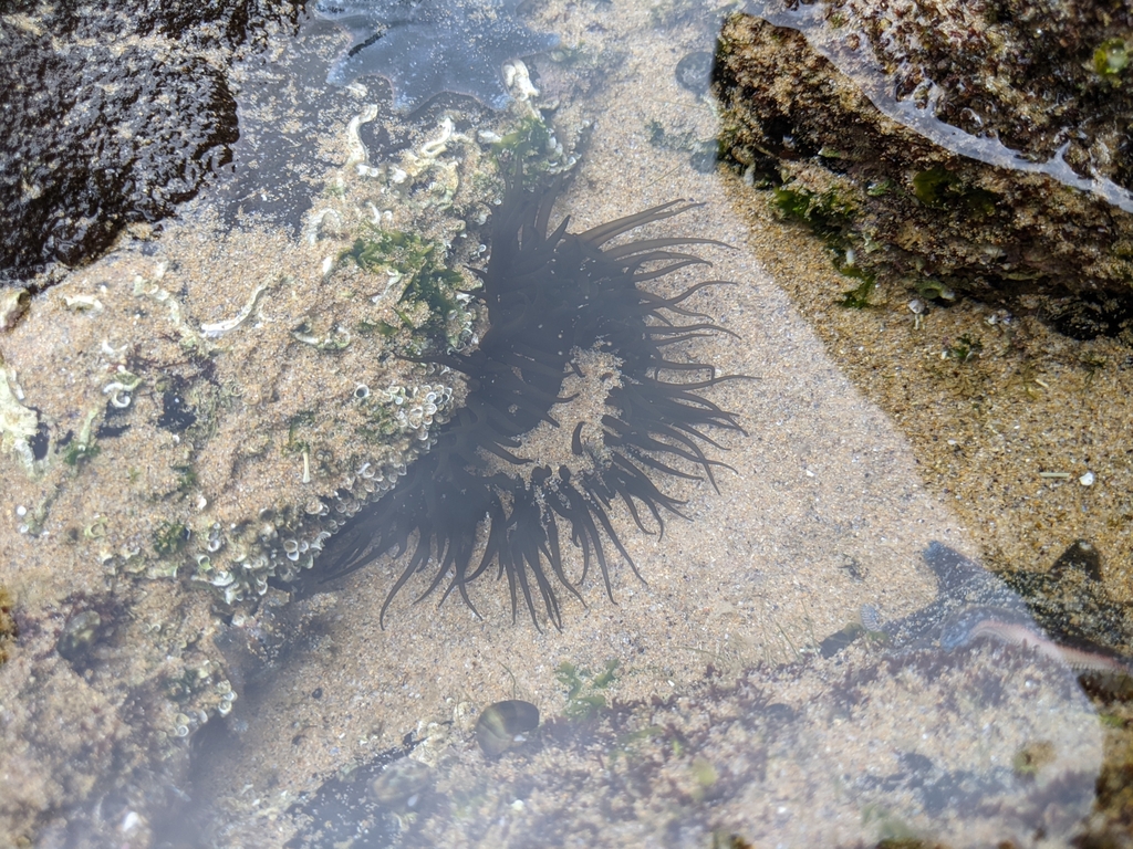 Green snakelock anemone from Australia on March 10, 2024 at 10:56 AM by ...