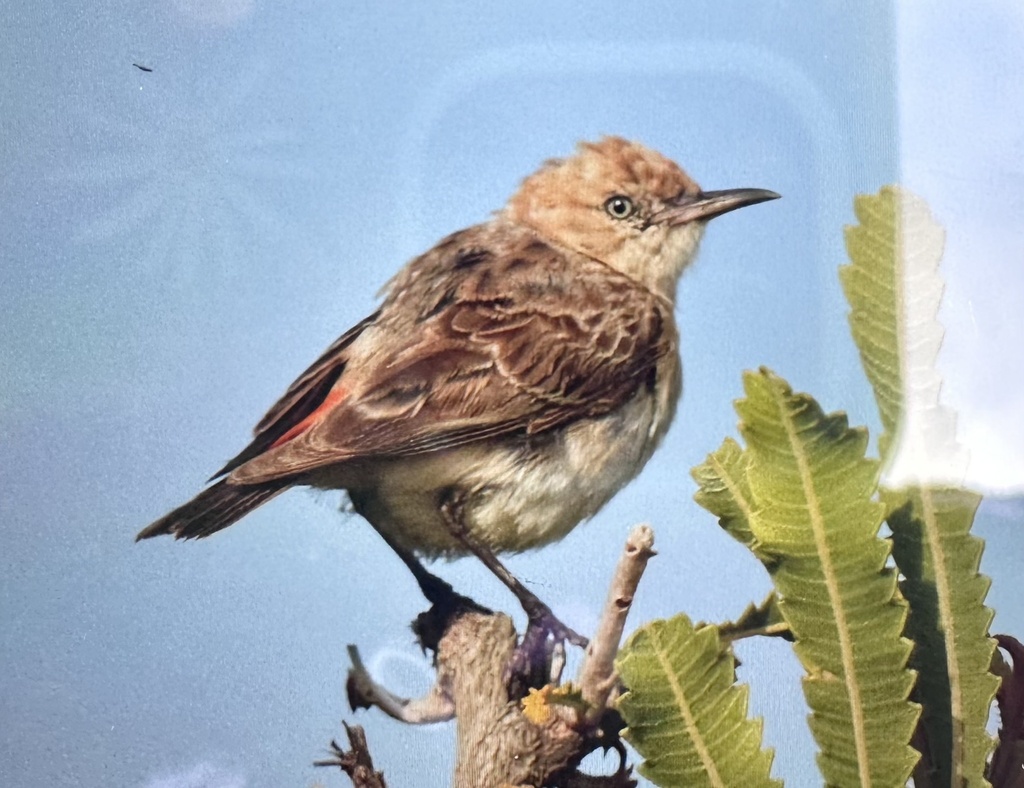 Crimson Chat from Crowdy Bay National Park, Crowdy Bay, NSW, AU on ...