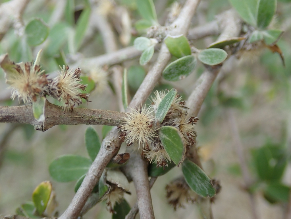 Daisybushes in March 2024 by Melissa Hutchison. In patchy shrubland ...
