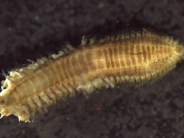 Nephtys ferruginea (Scour project - identified species from samples ...