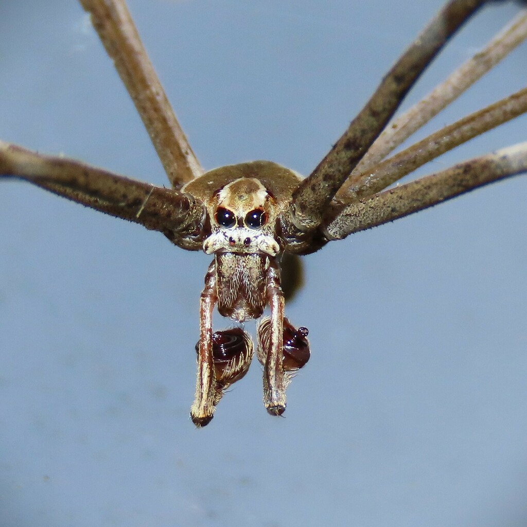 Rufous Net-casting Spider from Wallaga Lake NSW 2546, Australia on ...