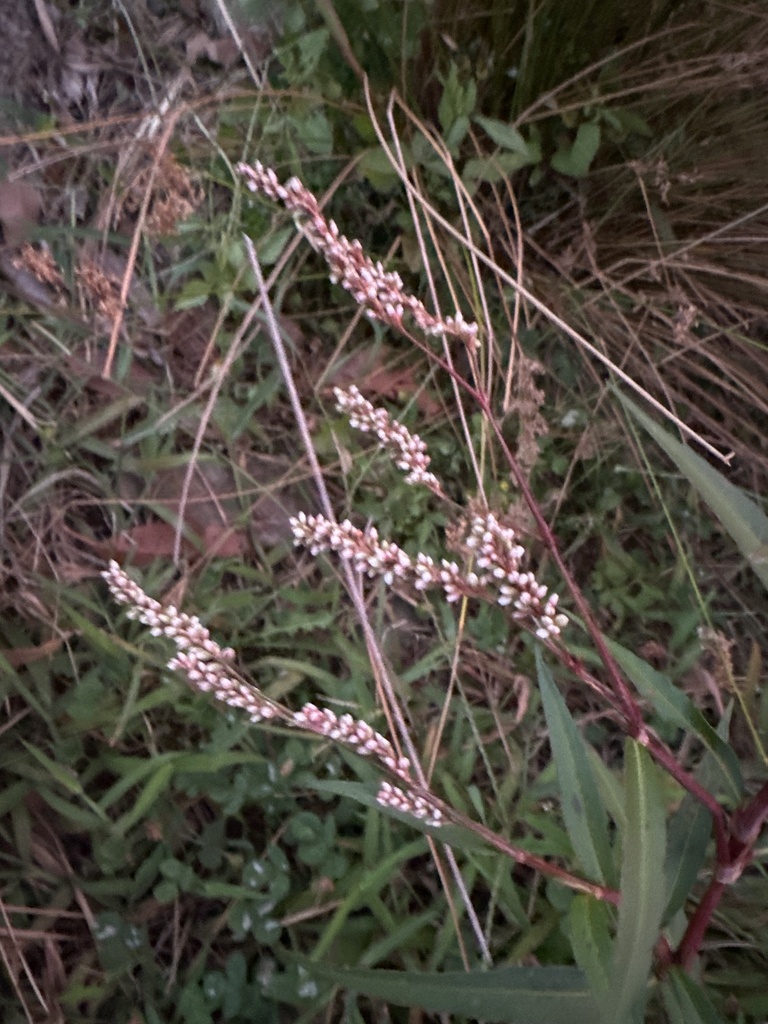 slender knotweed from Campbell Rd, Alexandria, NSW, AU on March 11 ...