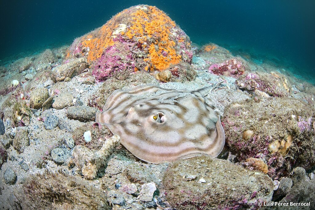 Bullseye Round Stingray (Urobatis concentricus) - Marine Life ...
