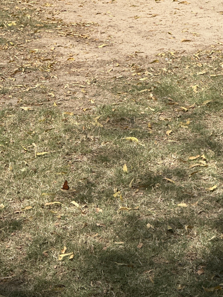Butterflies from SV Desai Marg, Ahmedabad, GJ, IN on March 11, 2024 at ...