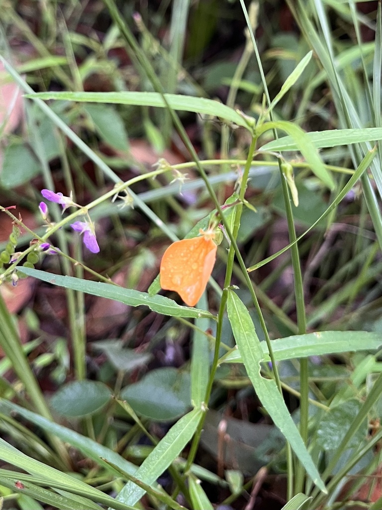 spade flower from Mt Coot-tha Forest, Mount Coot-Tha, QLD, AU on March ...