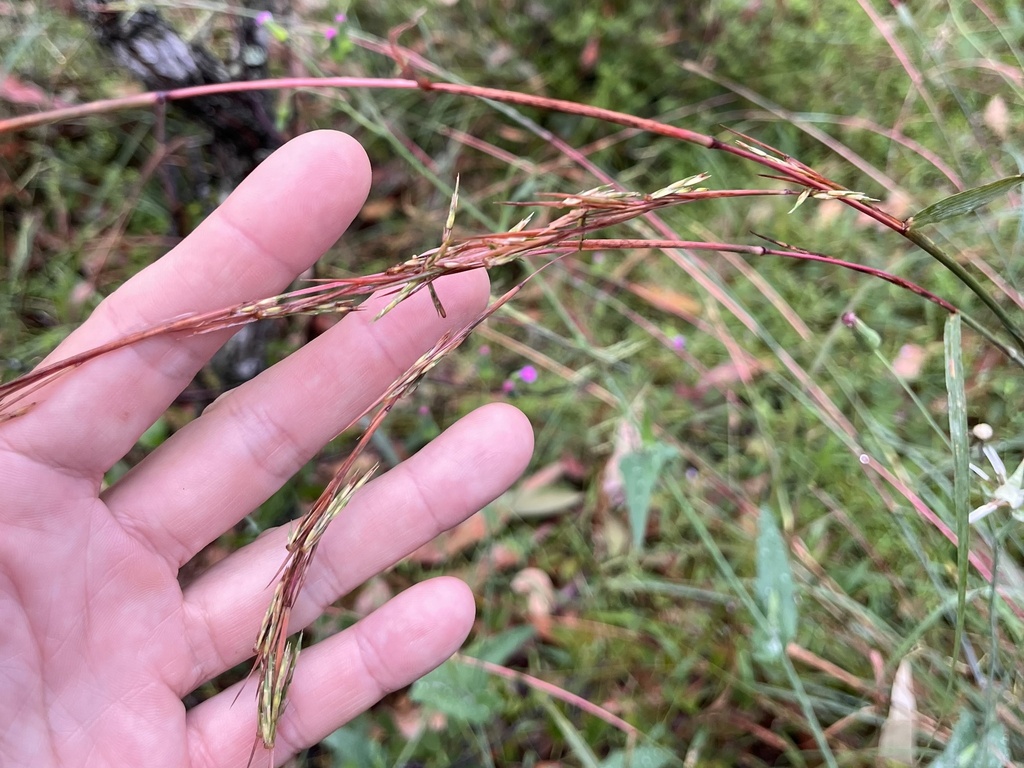 barbwire grass from Mt Coot-tha Forest, Mount Coot-Tha, QLD, AU on ...
