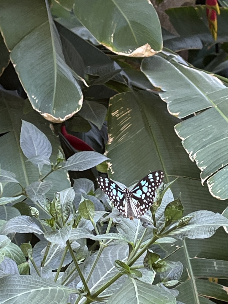 Blue Tiger from SV Desai Marg, Ahmedabad, GJ, IN on March 11, 2024 at ...