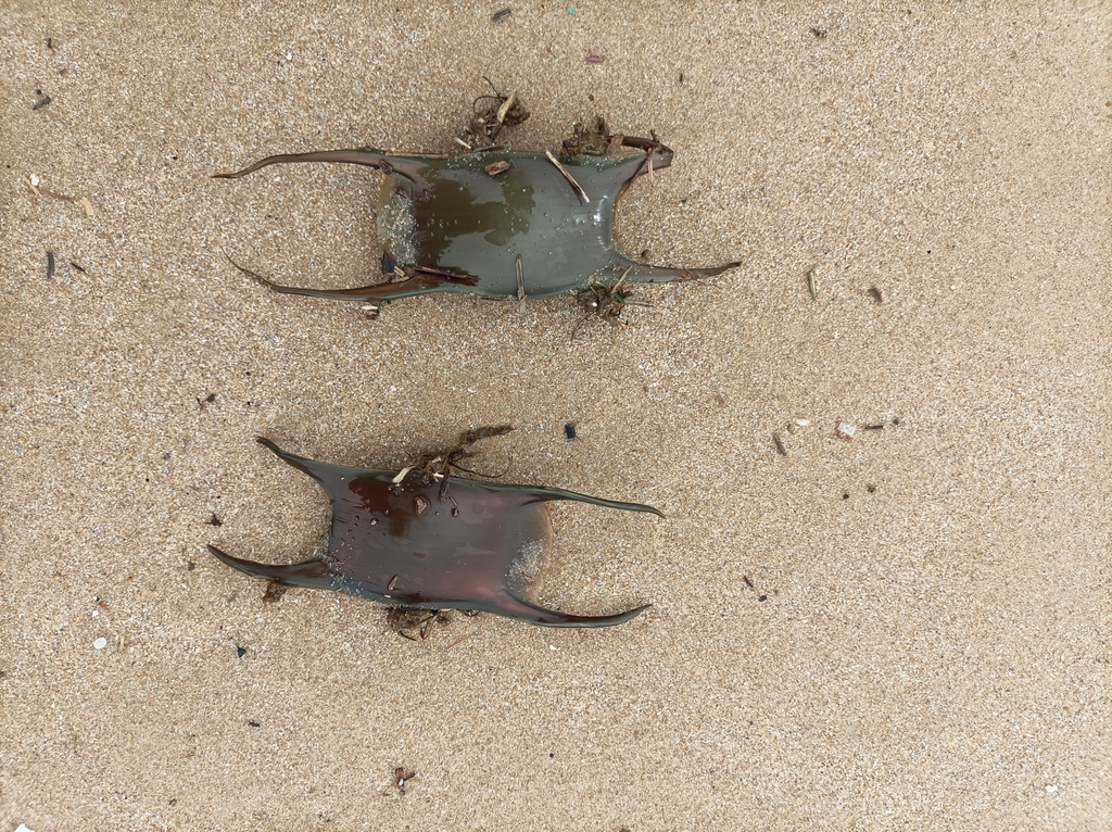 Undulate Skate in March 2024 by Lisel · iNaturalist