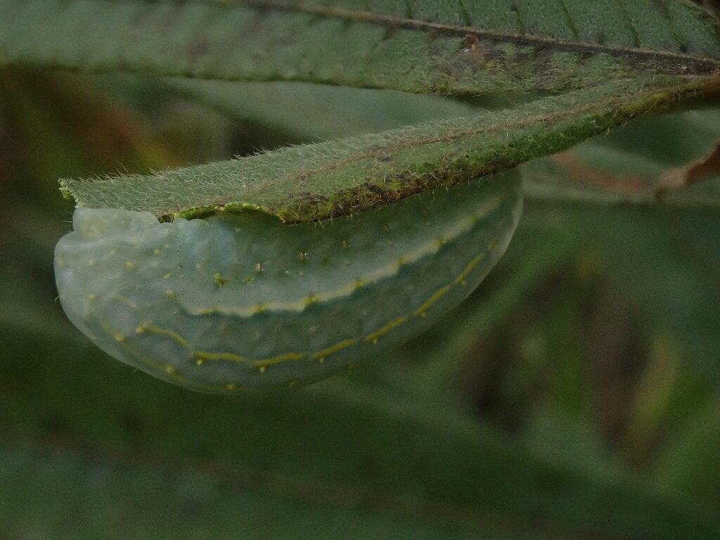 Crothaema from Ehlanzeni District Municipality, South Africa on ...