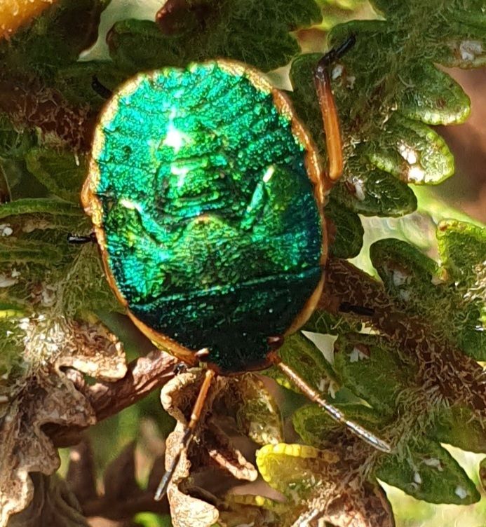 Bracken Stink Bug from Nkonka Trust Nature Reserve View Site, 123 ...