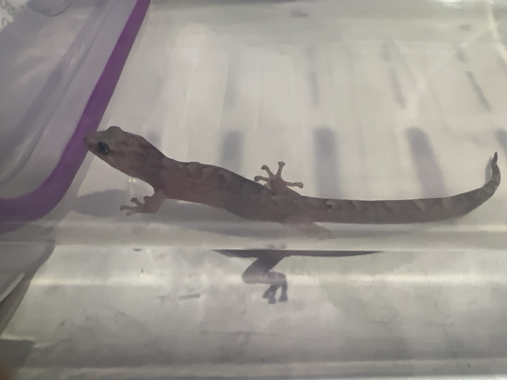 Southern Marbled Gecko from William Rd, Red Hill, VIC, AU on March 11 ...