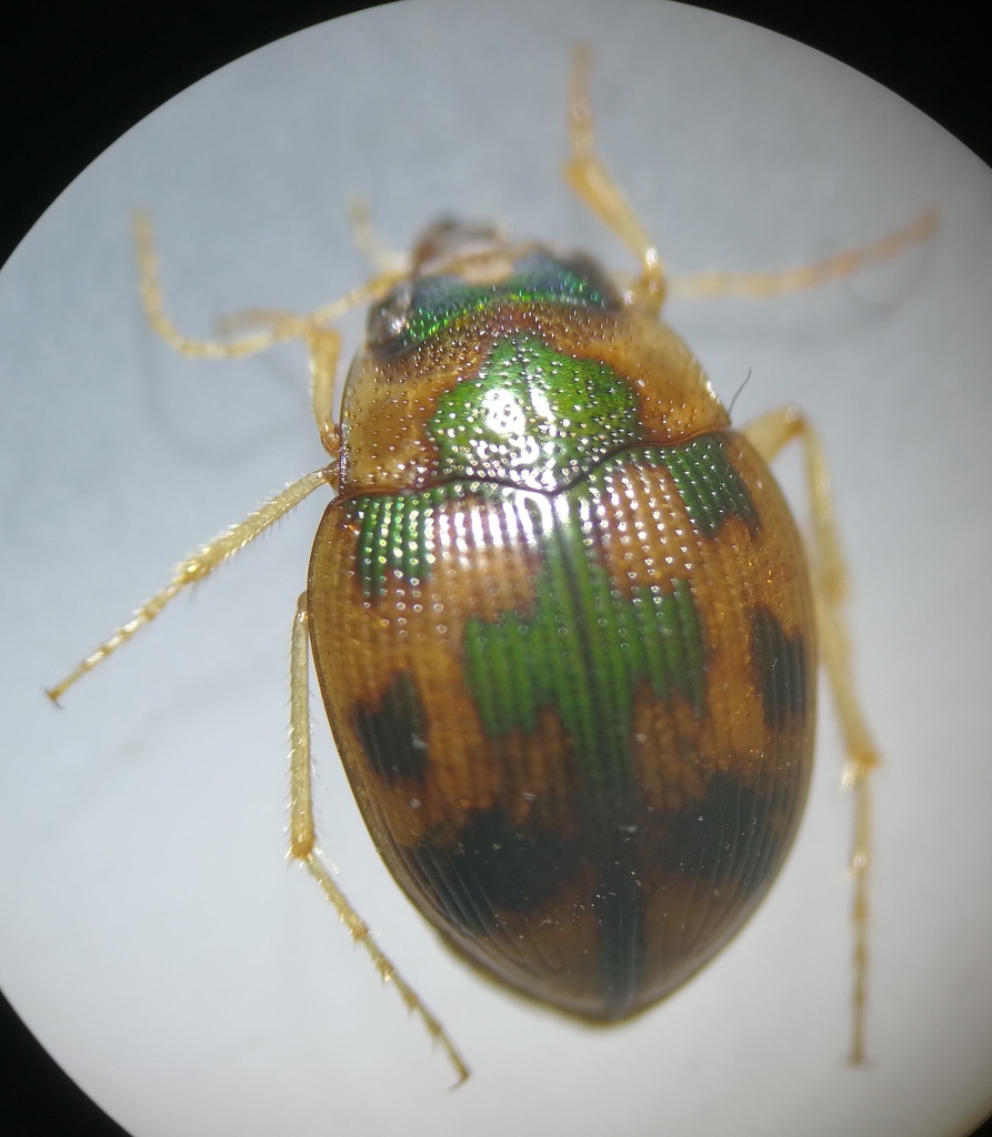 spangled button beetle from Powiat sejneński, Polska on August 13, 2023 ...