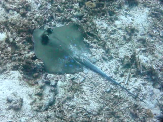 Oriental Bluespotted Maskray from Nalasuan jetty on May 15, 2009 by ...