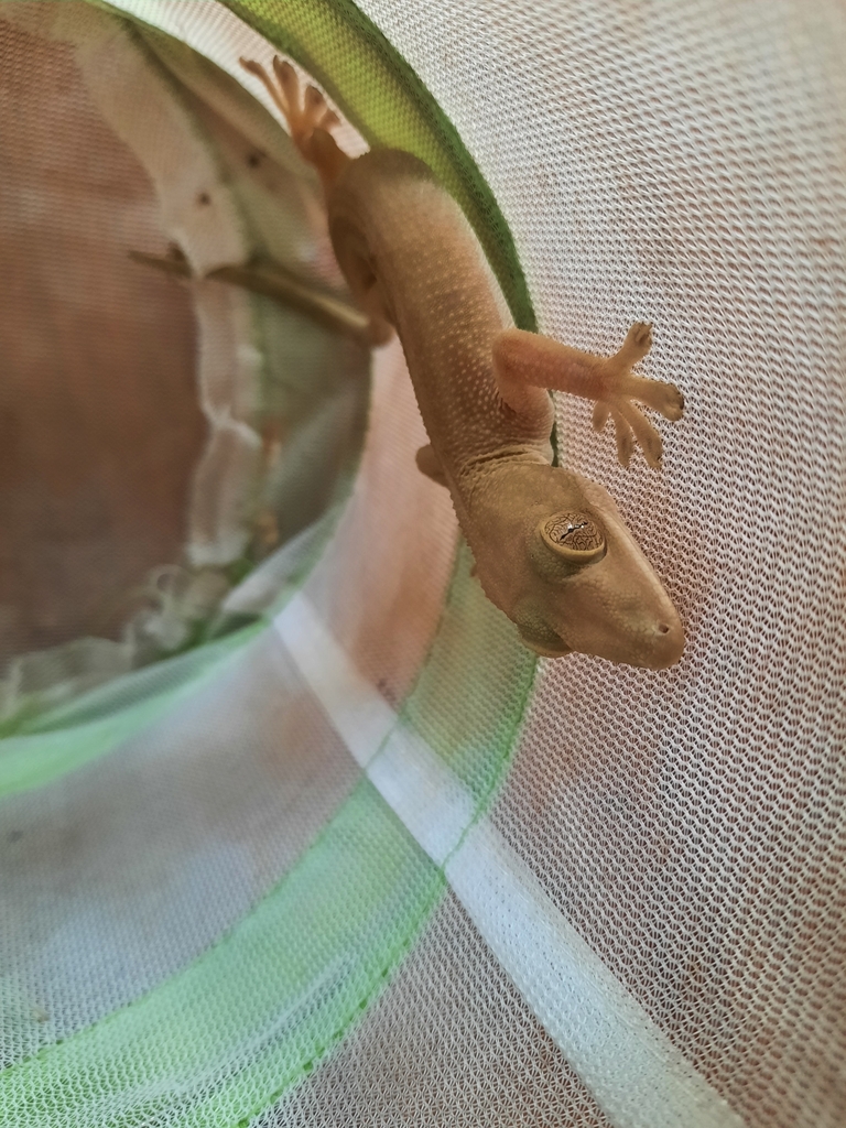 Lined Gecko in March 2024 by tiffany_beachy · iNaturalist