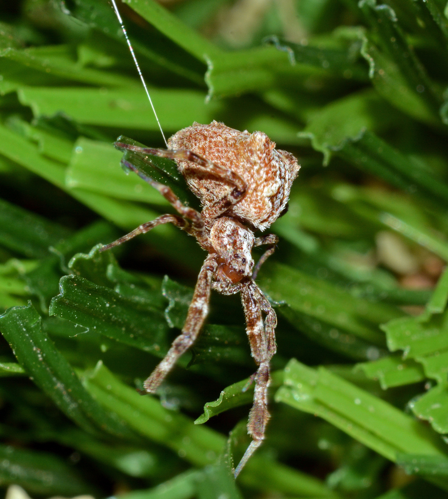 Hackled Orbweavers from Perth WA, Australia on December 22, 2022 at 03: ...