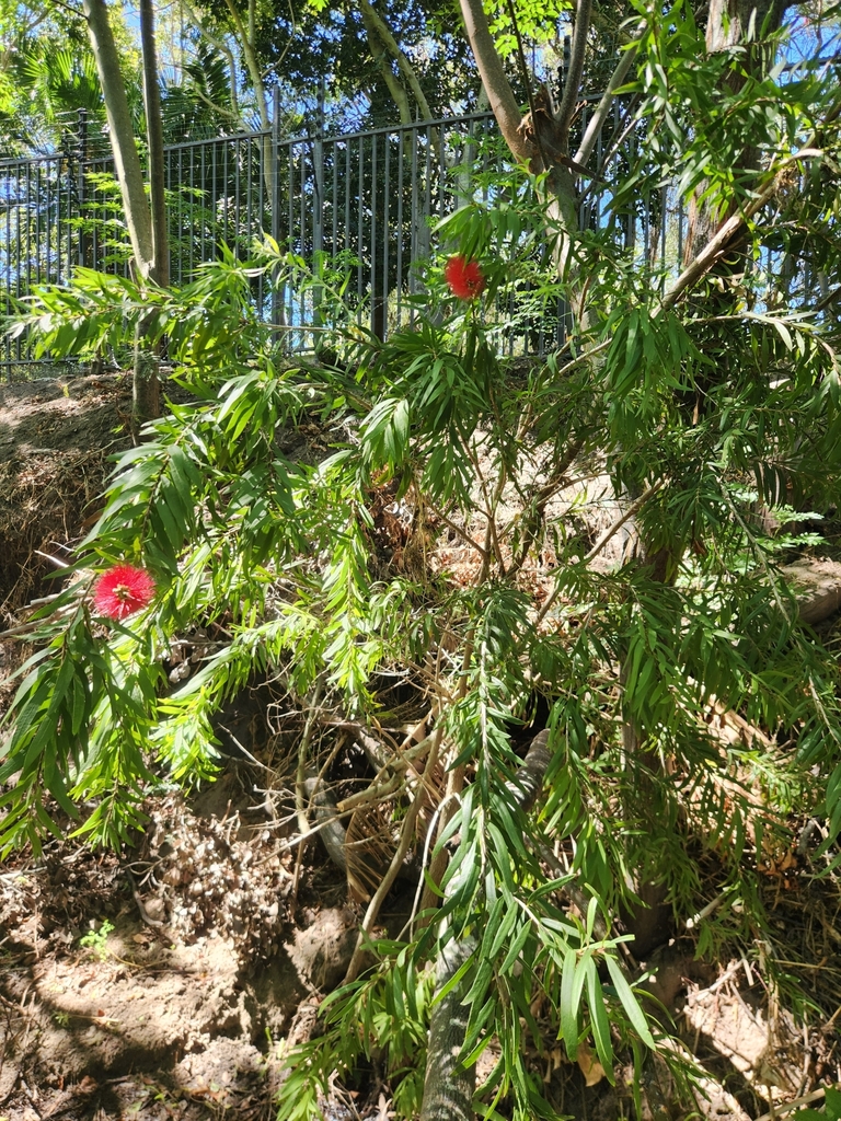 bottlebrushes from Hout Bay, Cape Town, 7872, South Africa on March 11 ...