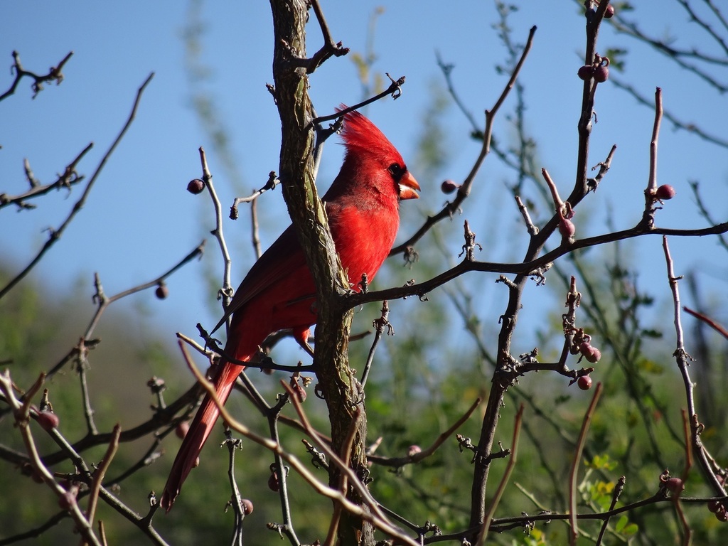 San Lucas Cardinal from Los Cabos, BCS, Mexico on March 8, 2024 at 09: ...