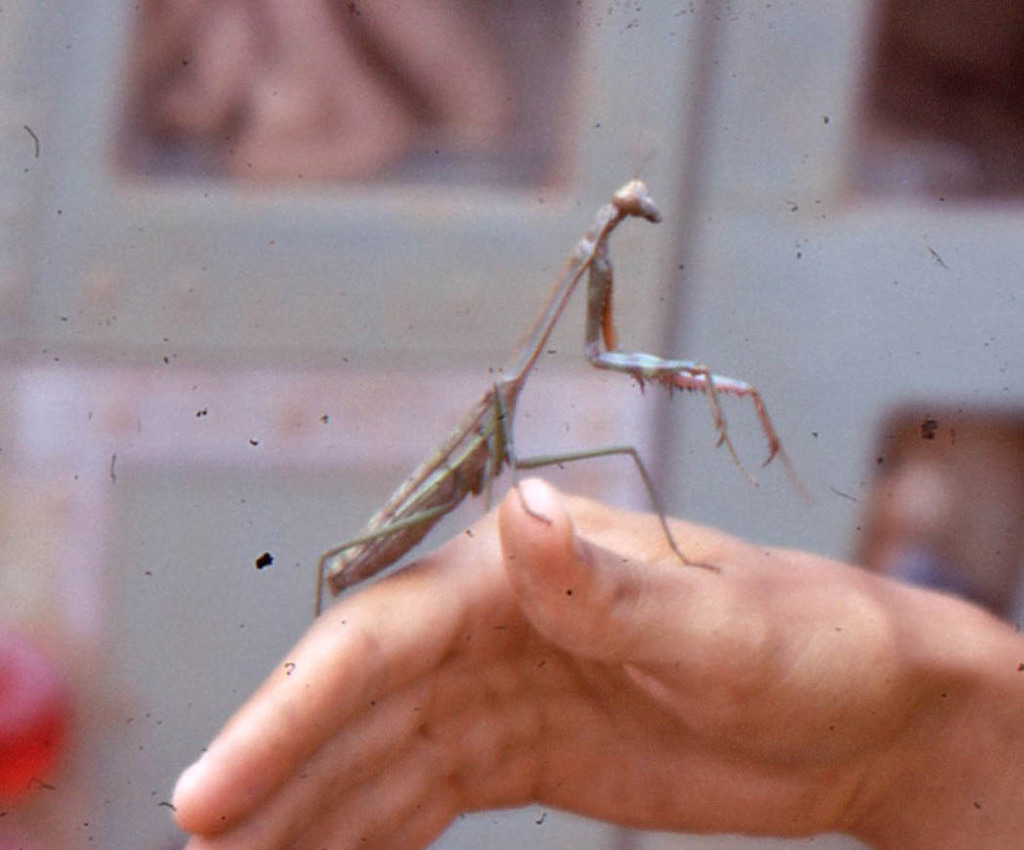 Mega Mantis from man, ivory coast on July 31, 1967 at 08:06 AM by Peter ...