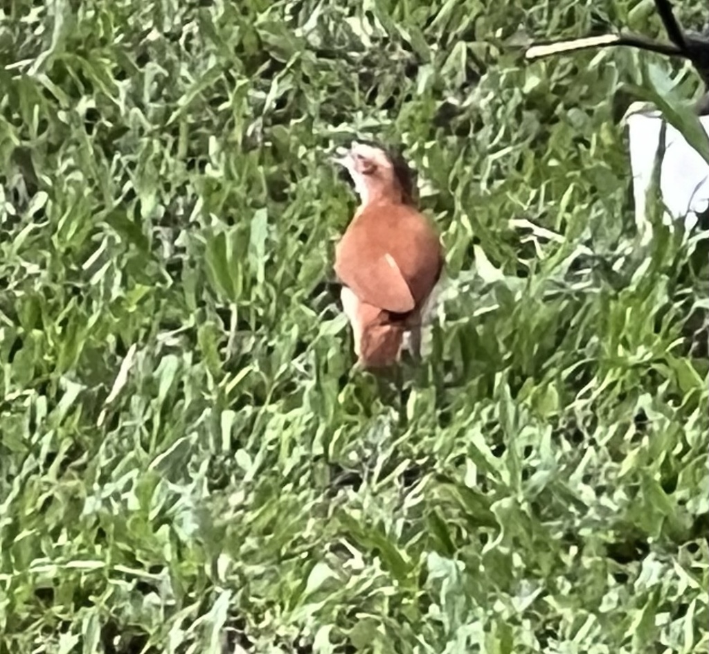 Pacific Hornero from Parque Histórico de Guayaquil, Samborondon, Guayas ...
