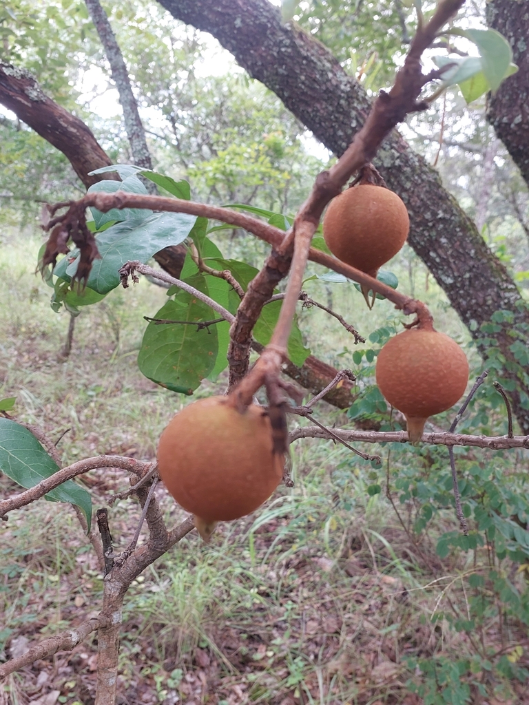Rothmannia engleriana from Kalumbila, Zambia on March 10, 2024 at 09:28 ...