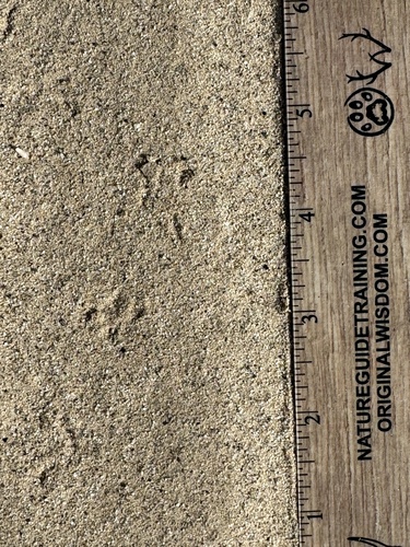 iNaturalist Tracking Database – NatureTracking