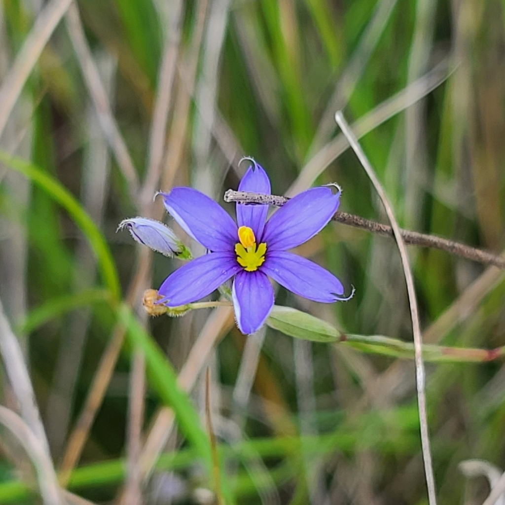 blue-eyed grasses from Jeff Friend Trail, Bon Secour National Wildlife ...