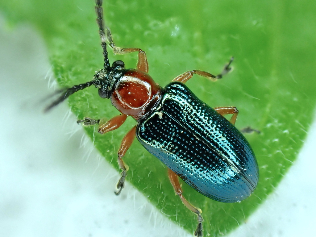 Oulema melanopus in March 2024 by grg. approx 5mm · iNaturalist