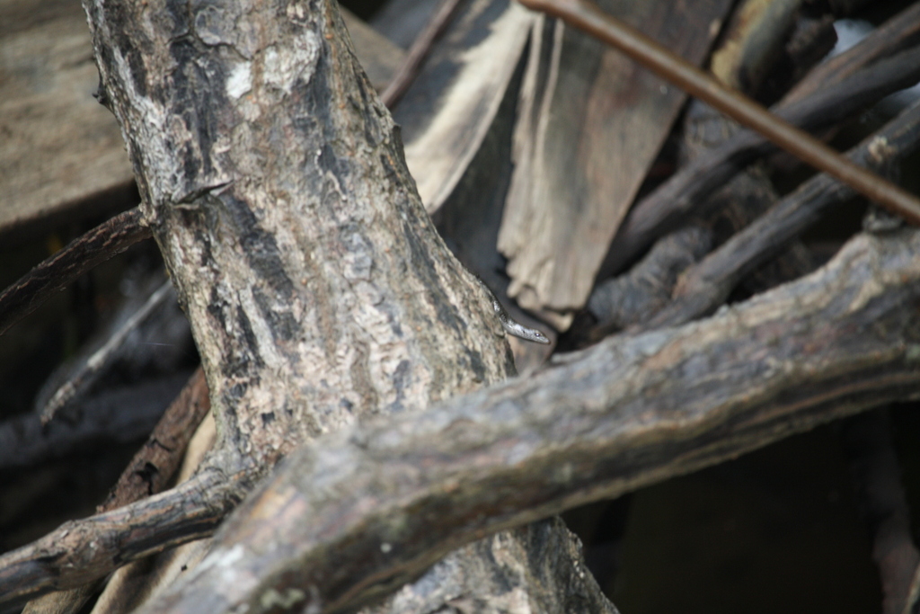 Littoral Whiptail-skink from North Kayong Regency, West Kalimantan ...