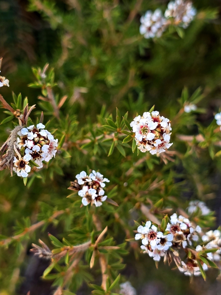 Taxandria fragrans from Denmark WA 6333, Australia on March 11, 2024 at ...