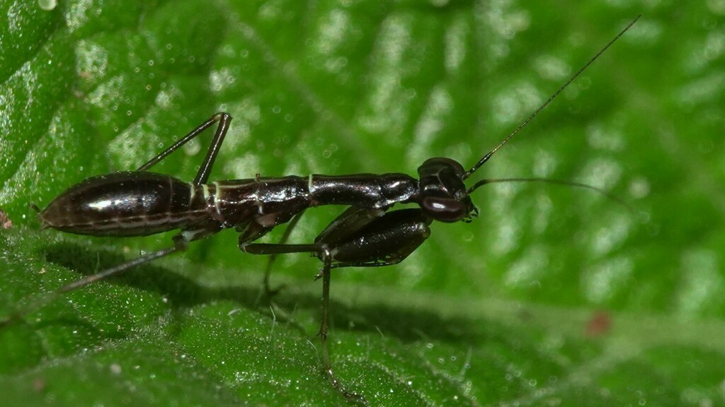 Asian Ant Mantises from Mahim Nature Park on March 9, 2024 at 09:28 AM ...