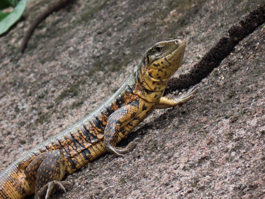 Matipu Tegu from Alta Floresta - MT, 78580-000, Brasil on March 10 ...
