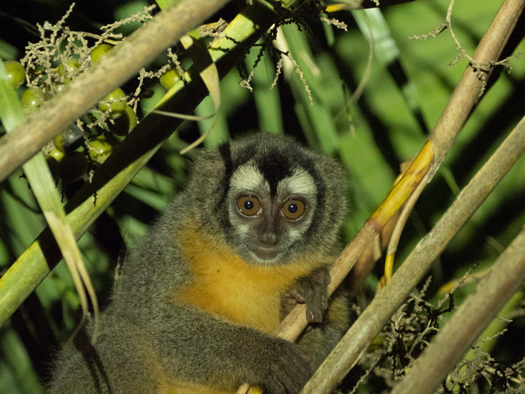 Azara’s Night Monkey from Rodovia Mimoso/Capoeirinha, Km 15 - s/n ...