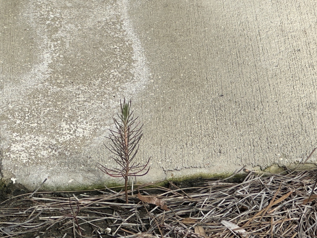 American hard pines from S Blue Angel Pkwy, Pensacola, FL, US on March ...