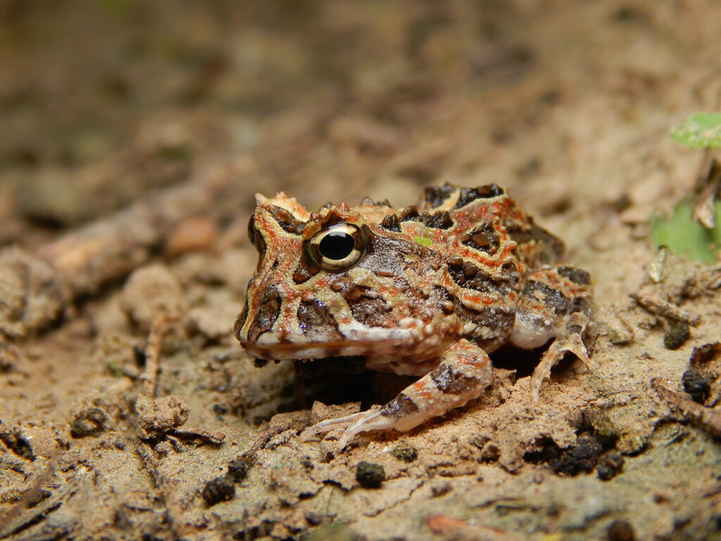 Venezuelan Horned Frog in July 2023 by Khristian Venegas Valencia ...