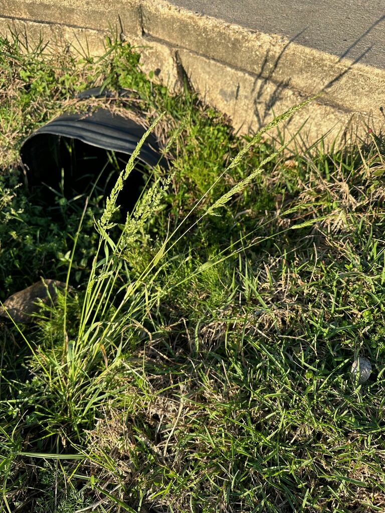 prairie wedge grass from Jackson County, MS, USA on March 10, 2024 at ...