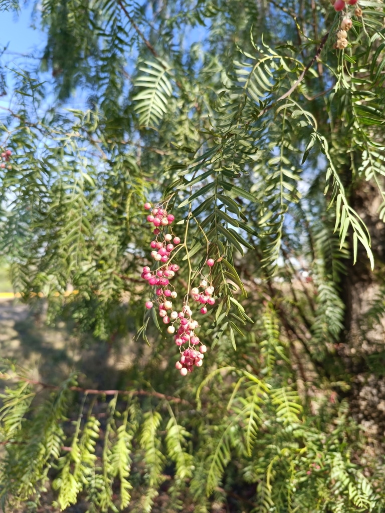 Peruvian Pepper Tree in March 2024 by Perla Bugarin · iNaturalist