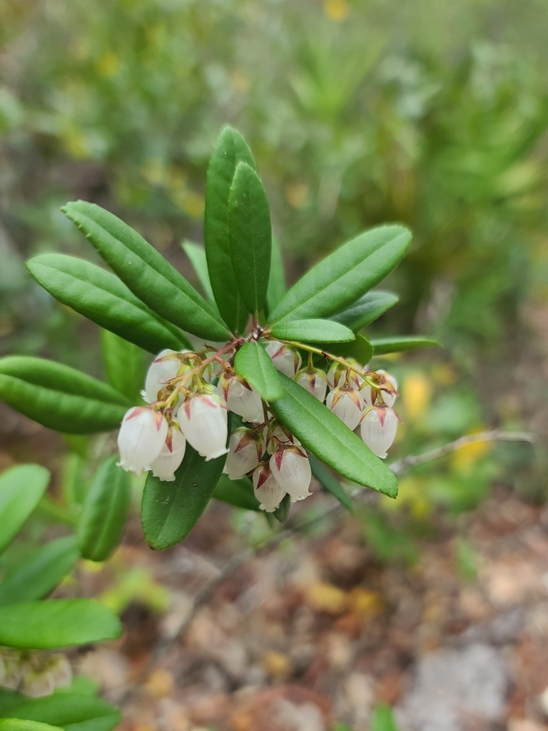 climbing fetterbush from Jeff Friend Trail, Bon Secour National ...