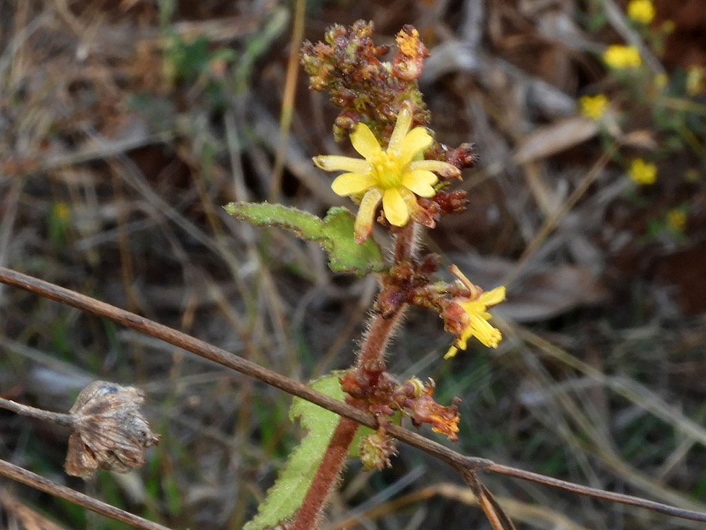 Burweeds from Kapsaret, Kenya on December 25, 2023 at 04:36 PM by Mike ...