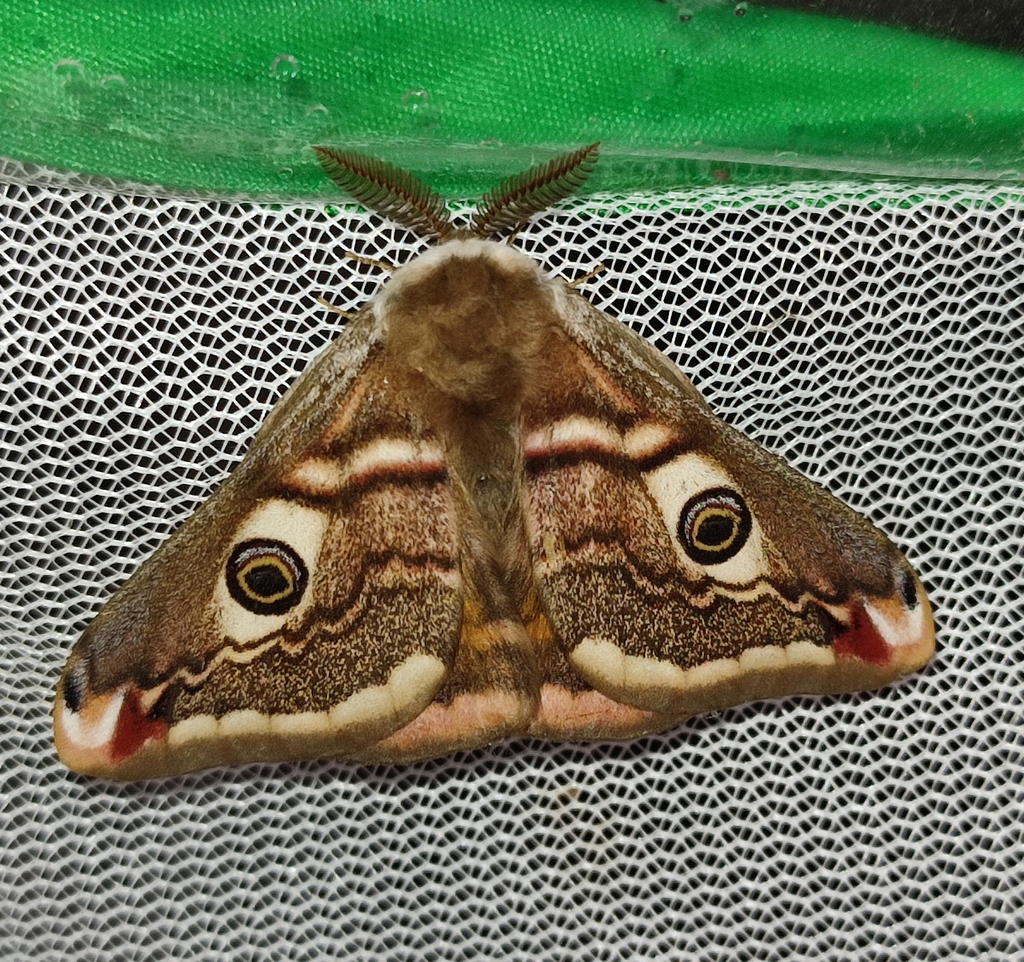 Small Emperor Moth from Франсен, 73800 Порт-де-Савойя, Франция on March ...