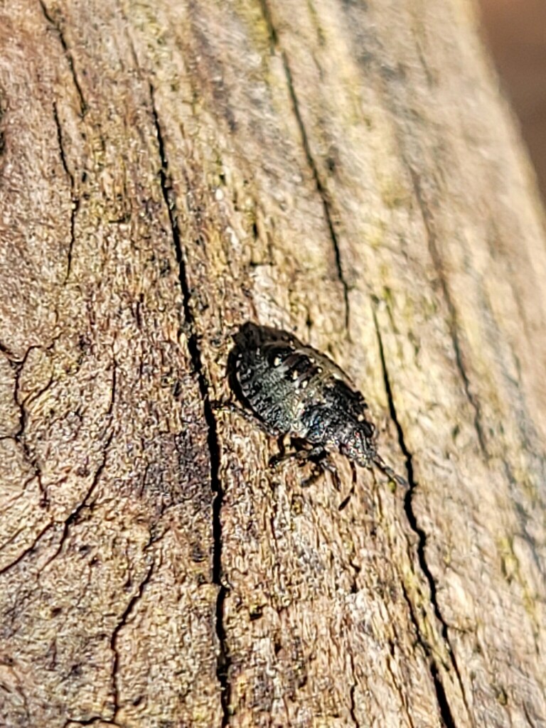 Forest Bug from Frankfurt am Main Süd, Deutschland on March 11, 2024 at ...