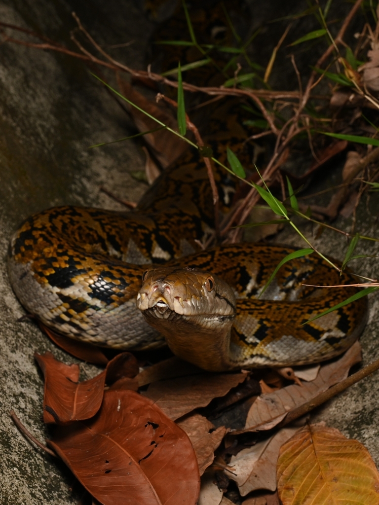 Reticulated Python from Singapore on March 11, 2024 at 11:09 PM by ...