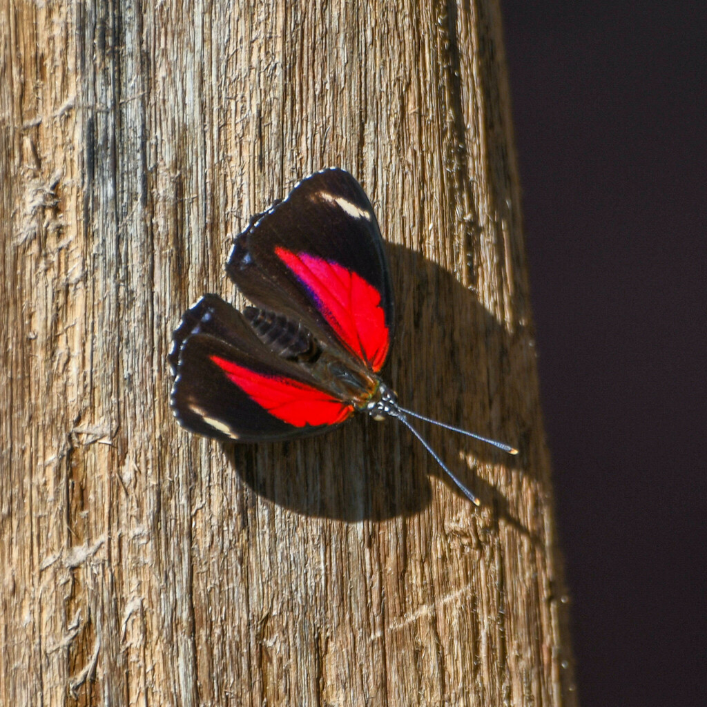 Godart's numberwing from Palotina - PR, Brasil on March 6, 2024 at 08: ...