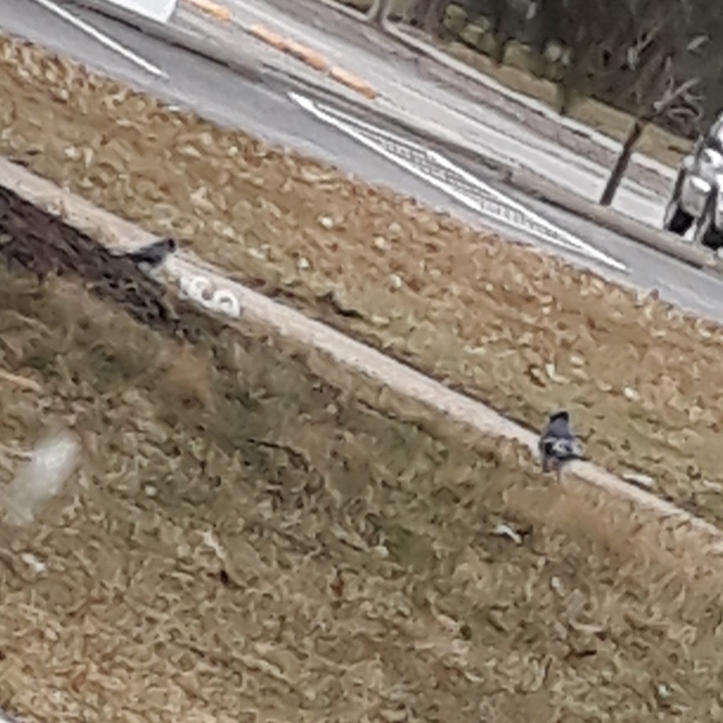 Blue Jay from Otsego, New York, United States on March 24, 2023 at 09: ...