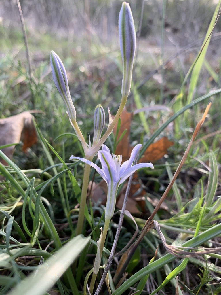 Funnel-Flower from West Meadowbrook, Fort Worth, TX, USA on March 10 ...